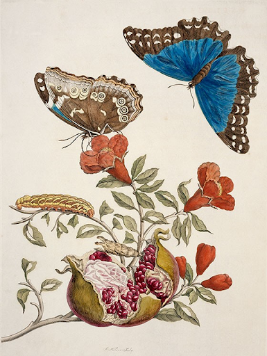 Art Exploration: Insects in Art – Charles County Public Library