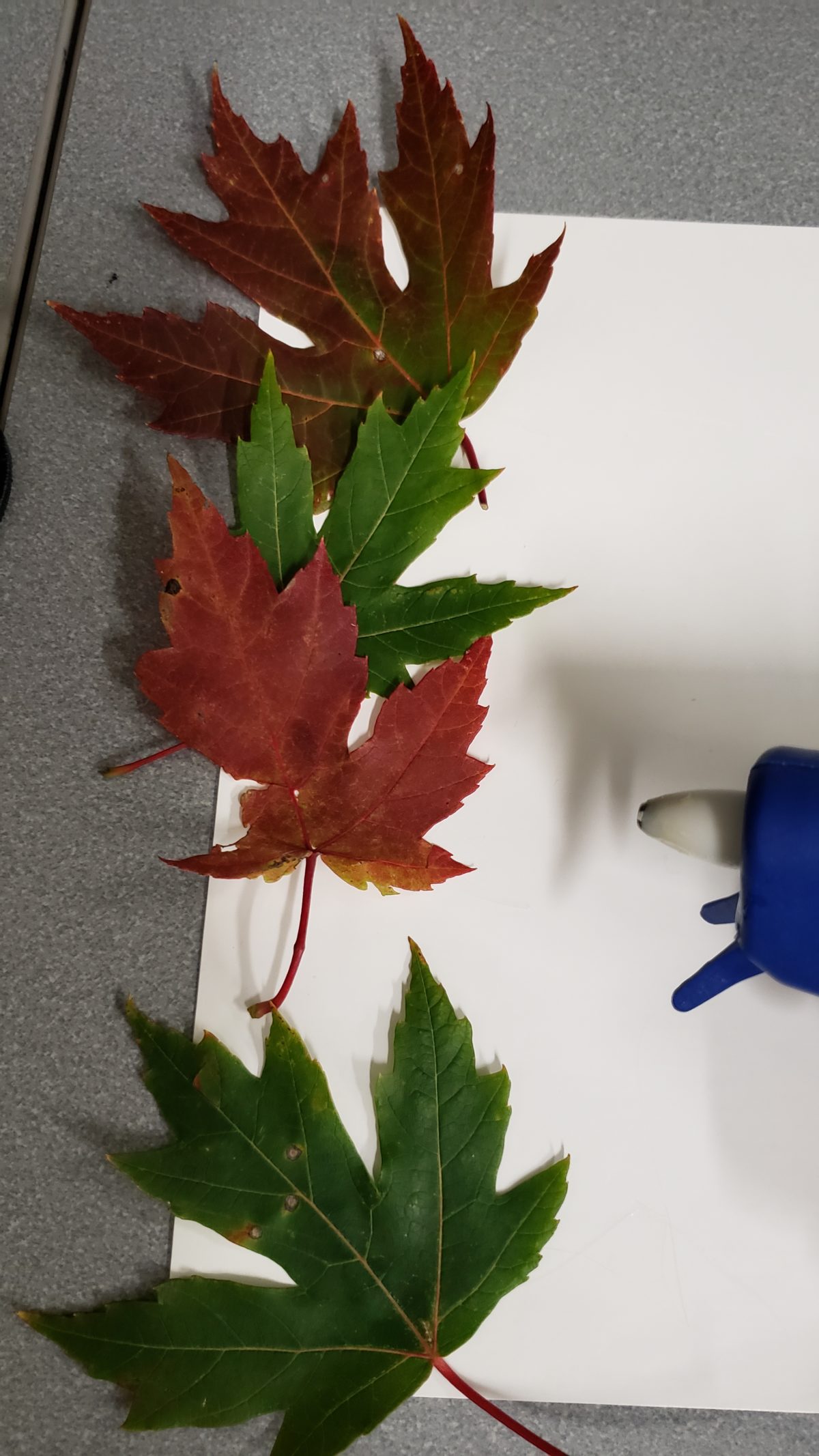 Art Junction: Fall Leaf Frame – Charles County Public Library