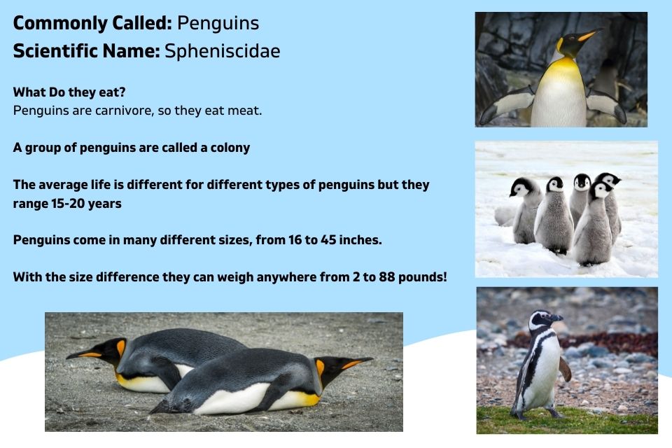 Books to Celebrate Penguin Awareness Day – Charles County Public Library