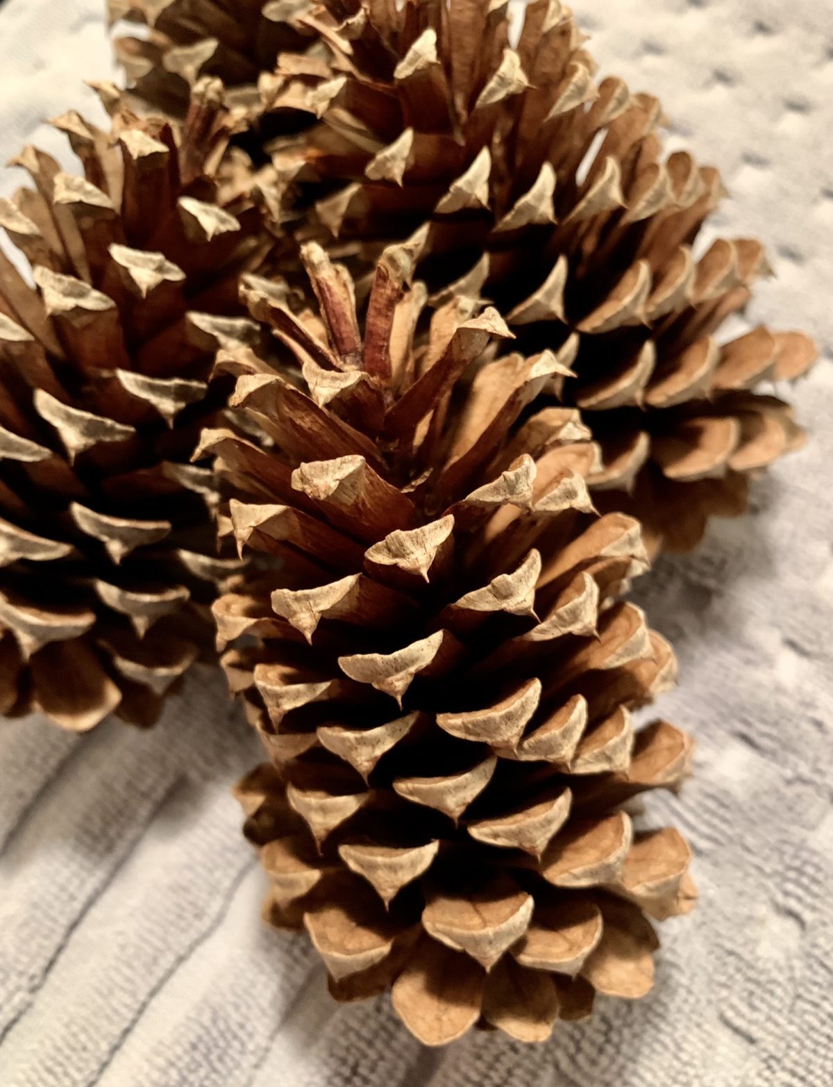 Pine Cone Bird Feeder – Charles County Public Library