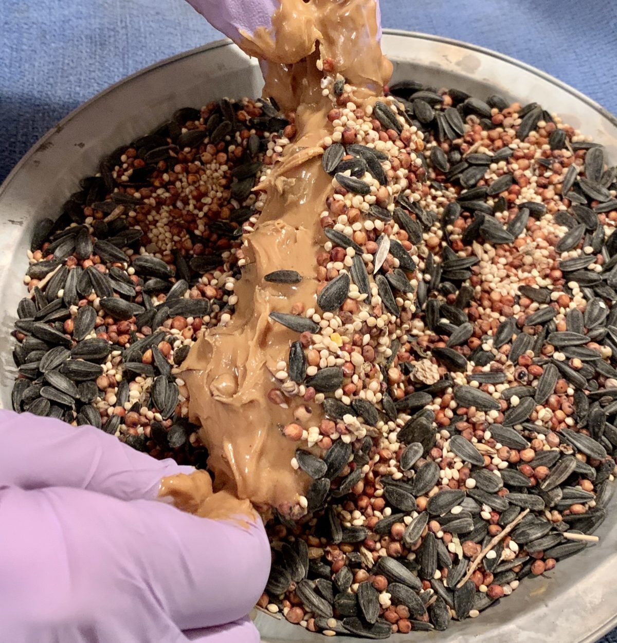 Pine Cone Bird Feeder – Charles County Public Library