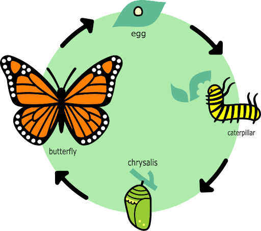 Butterfly or Moth? – Charles County Public Library