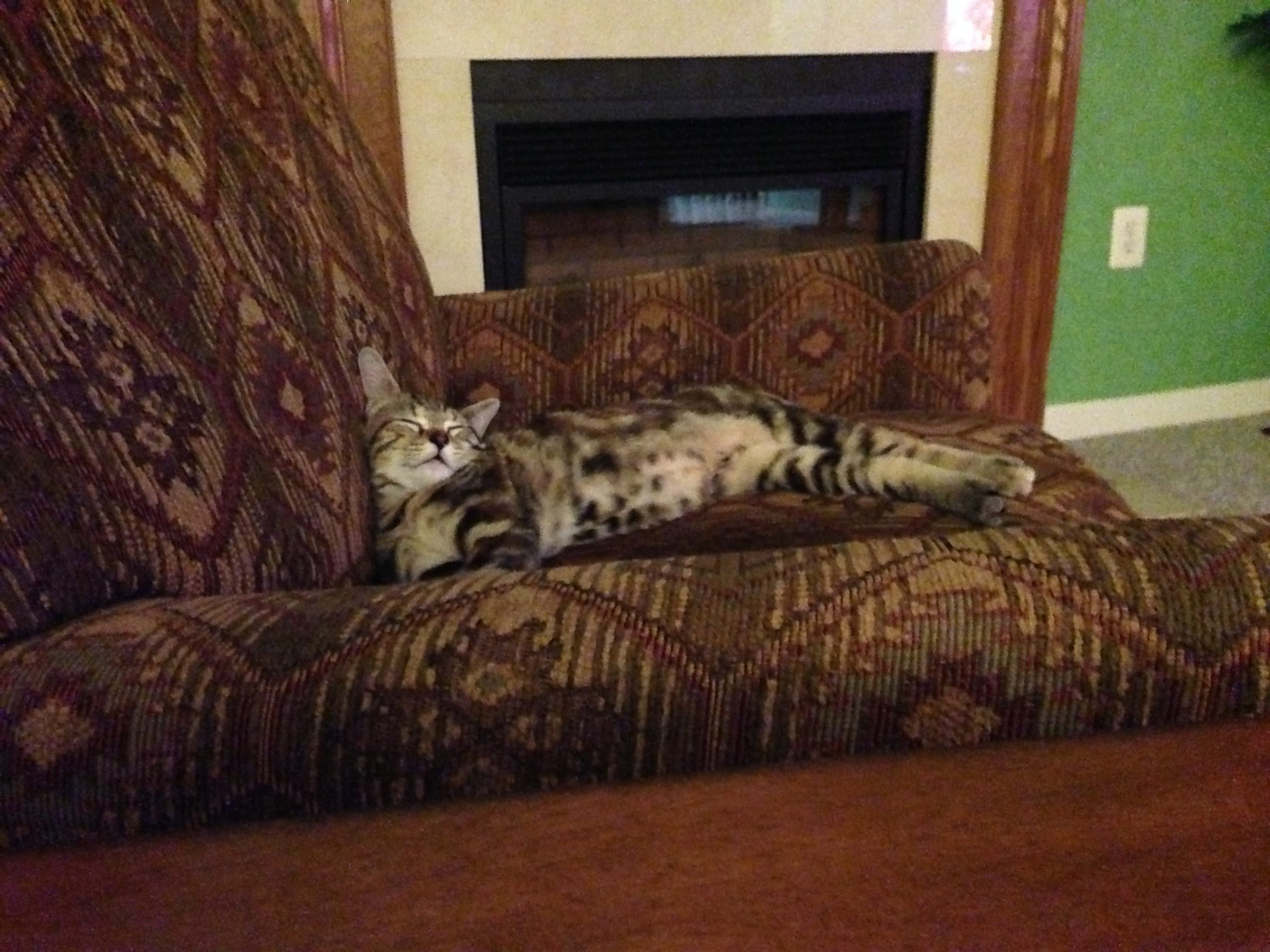 Cleo the Cat Shares Wisdom on How to Live Life – Charles County Public ...