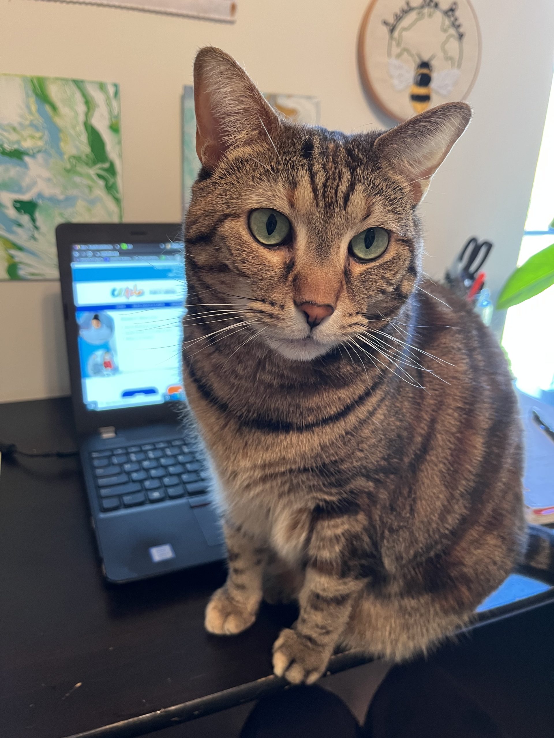 Cleo the Cat Shares Wisdom on How to Live Life – Charles County Public ...