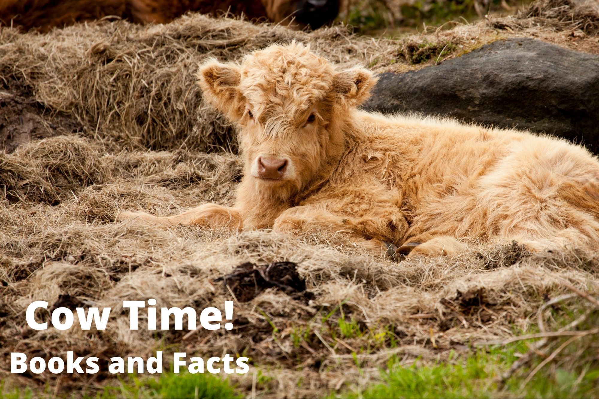 Cow Time! Books and Facts – Charles County Public Library