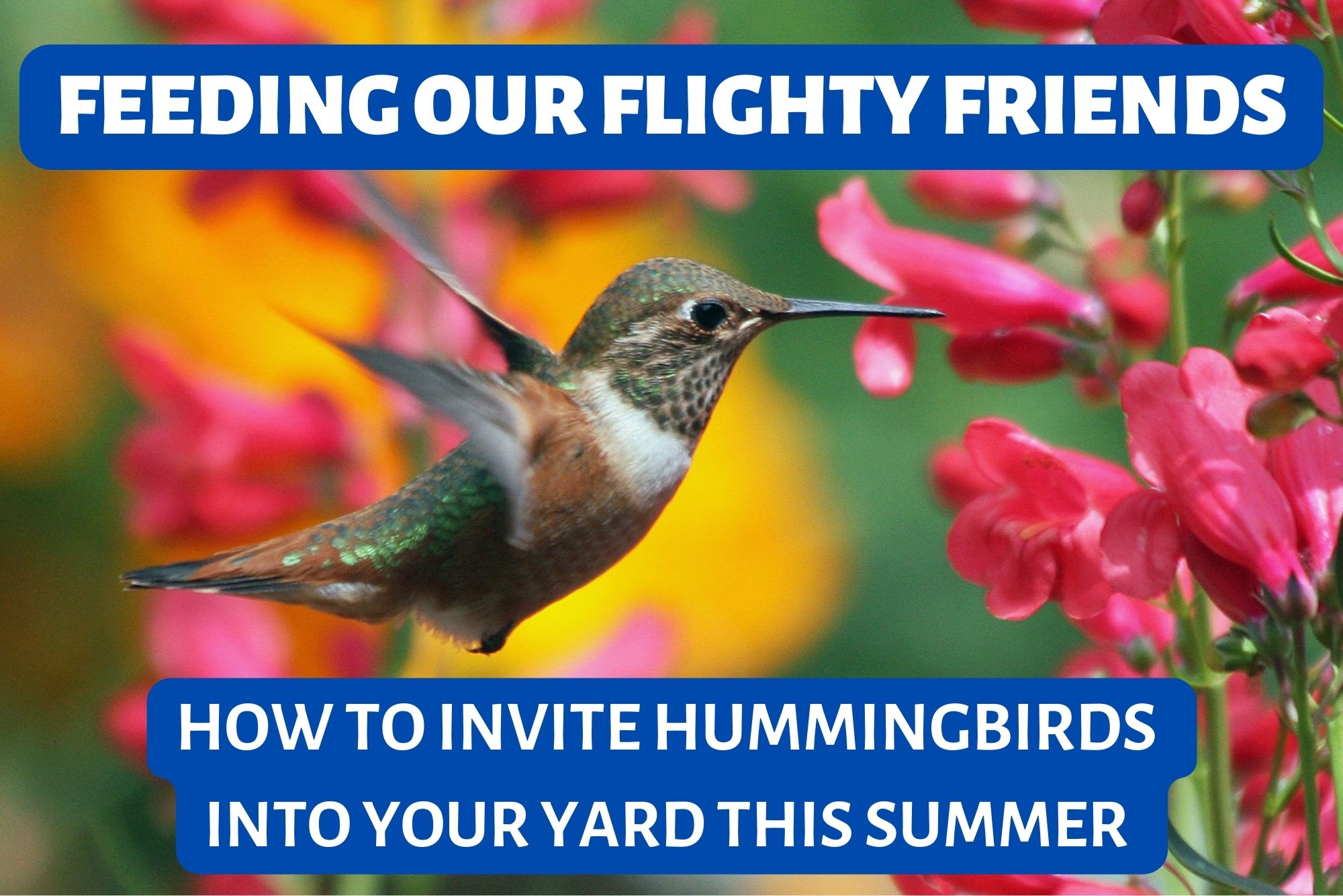 Feeding our Flighty Friends: How to Invite Hummingbirds into Your Yard ...