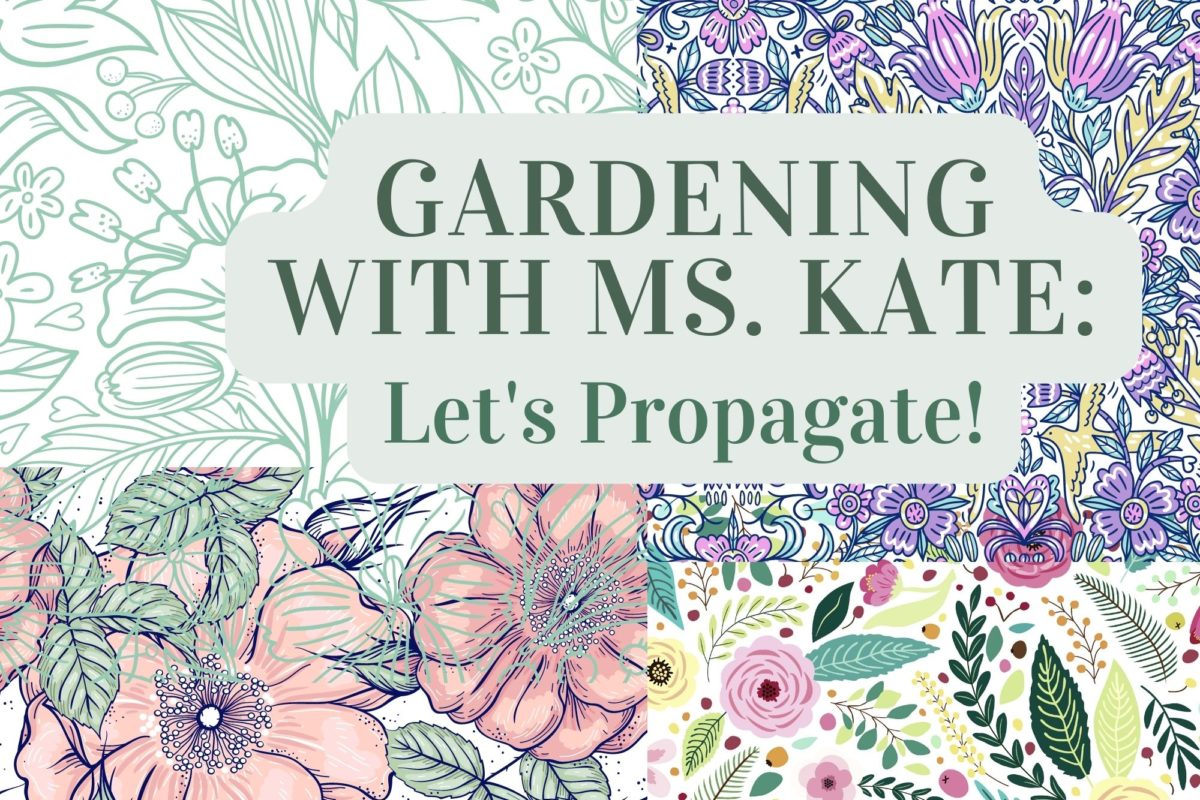 Gardening with Ms. Kate: Let’s Propogate! – Charles County Public Library
