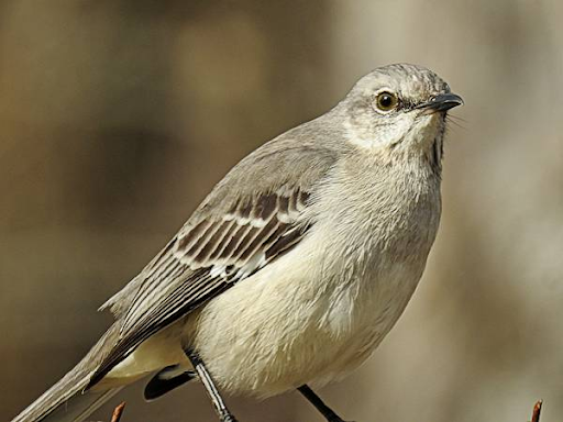 CCPL Staff Picks: Backyard Birds – Charles County Public Library