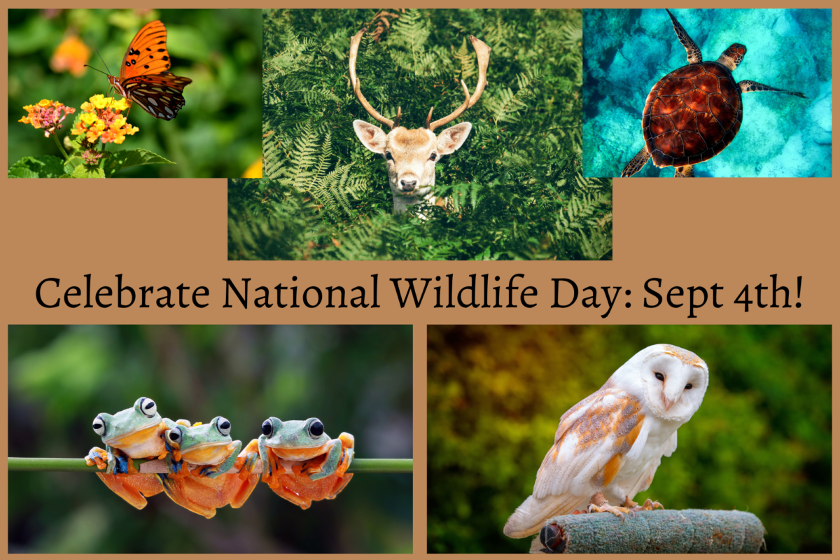Celebrate National Wildlife Day! – Charles County Public Library