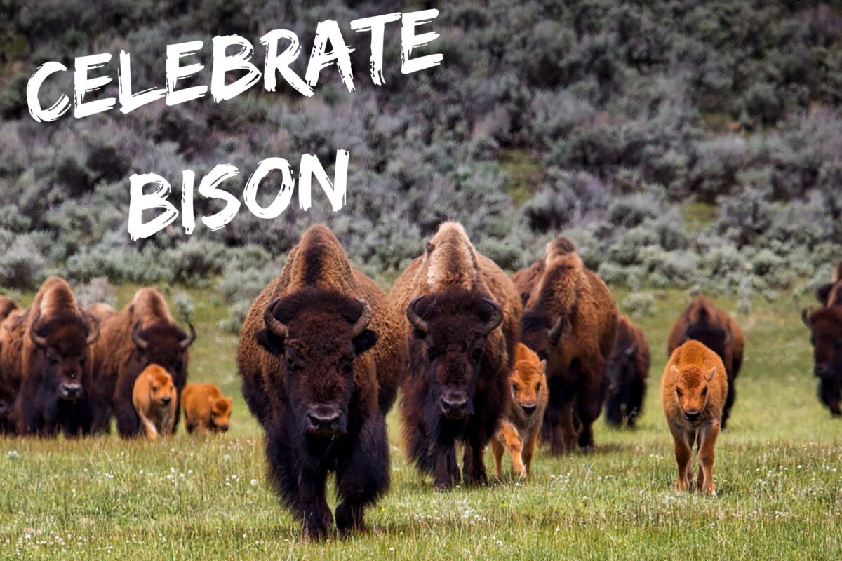 Celebrate Bison! – Charles County Public Library