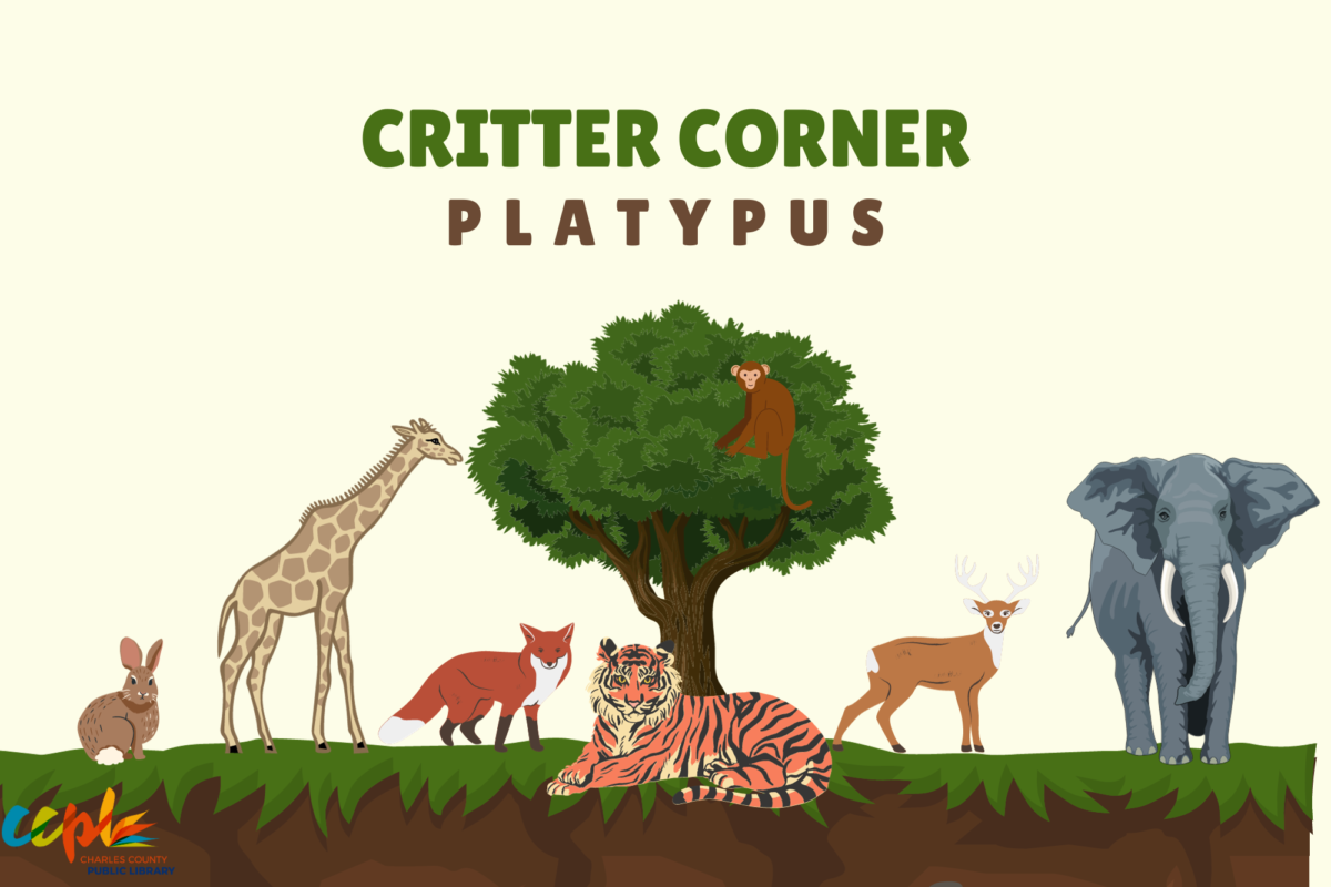 Critter Corner: The Platypus – Charles County Public Library