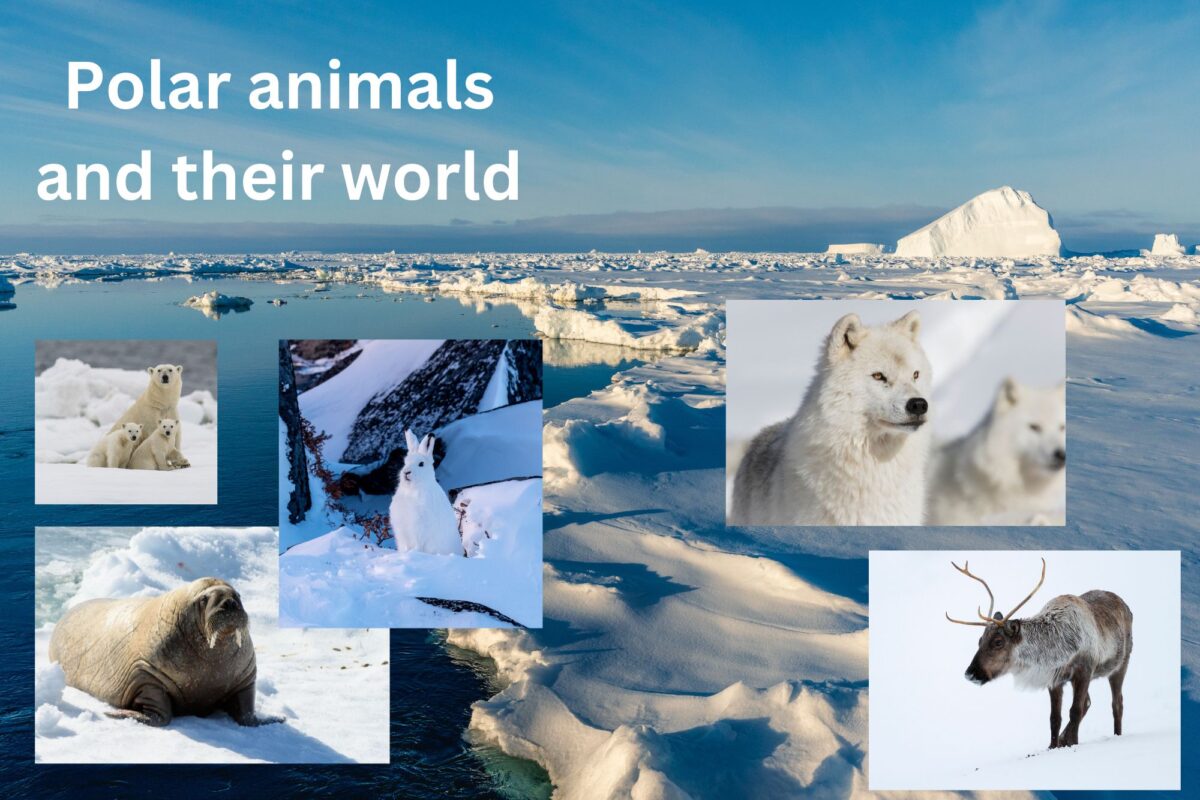 Arctic and Polar Animal Awareness – Charles County Public Library