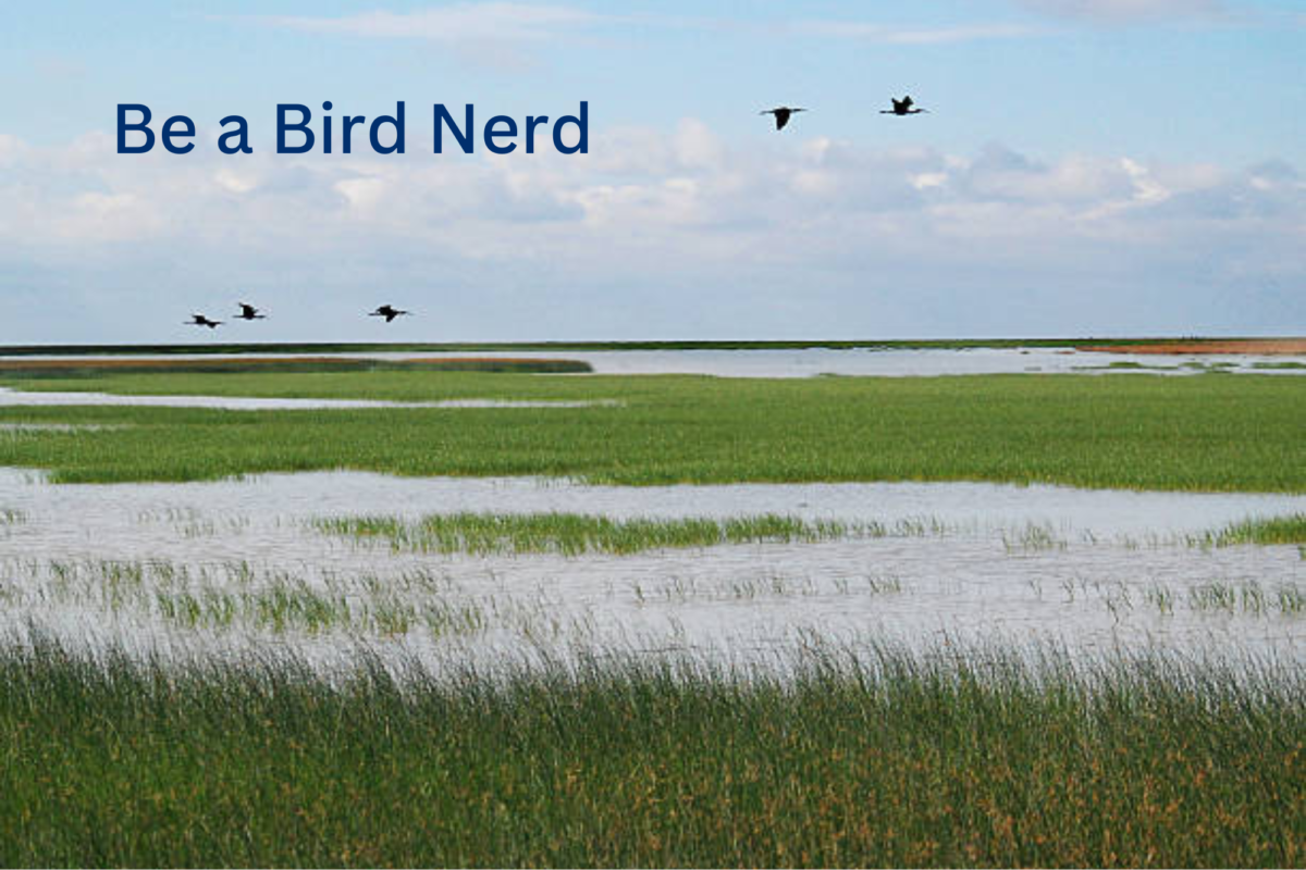 Be a Bird Nerd – Charles County Public Library