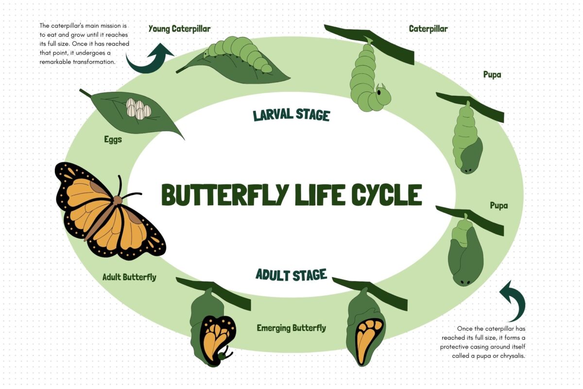 National Learn about Butterflies Day – Charles County Public Library