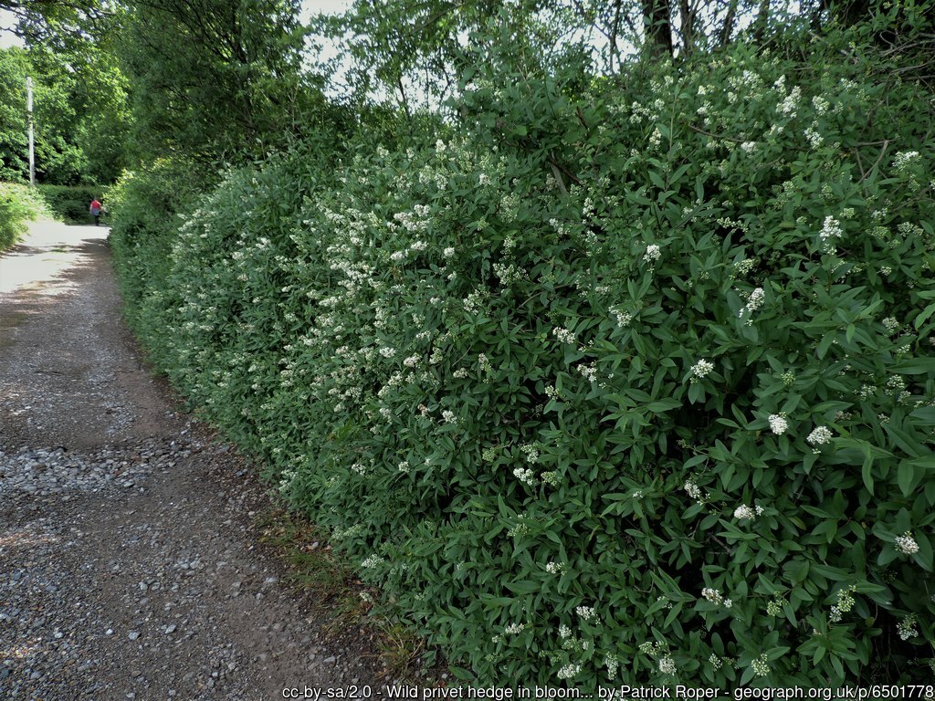 Watch Out for Invasive Plants! – Charles County Public Library