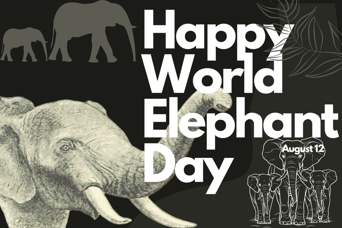 Happy World Elephant Day! – Charles County Public Library