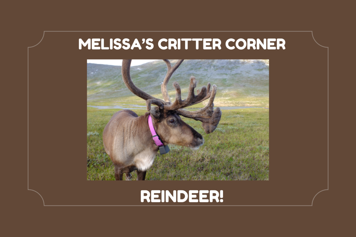 Melissa’s Critter Corner: Reindeer! – Charles County Public Library