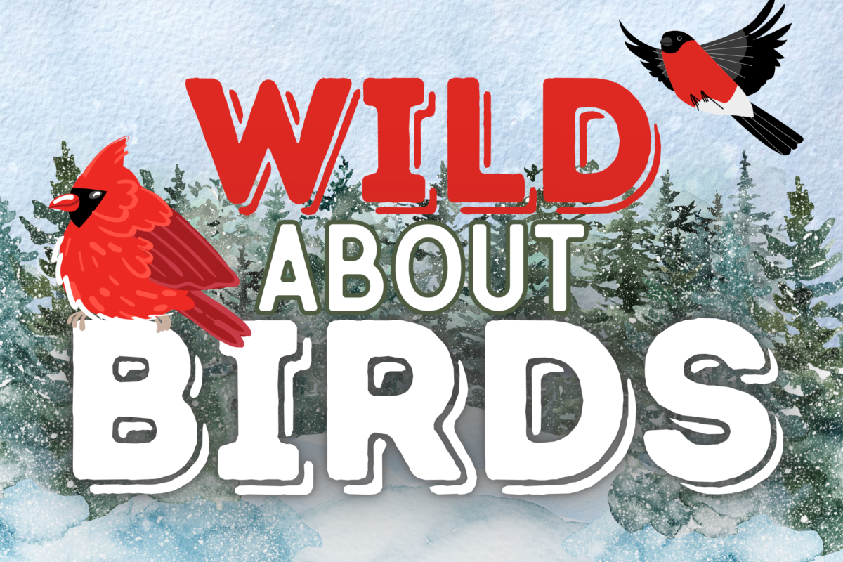 Wild About Birds – Charles County Public Library