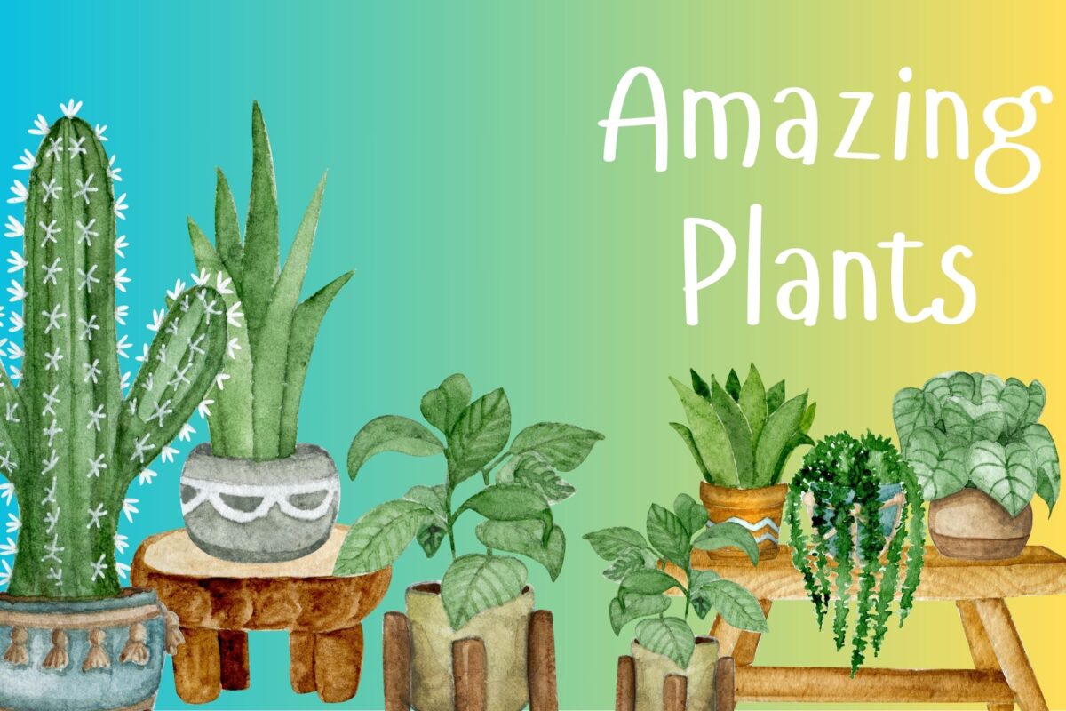 Amazing Plants – Charles County Public Library