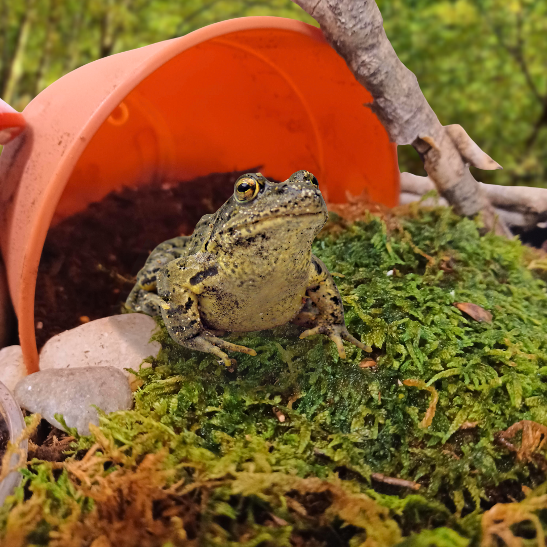 Make Your Own Frog Garden – Charles County Public Library