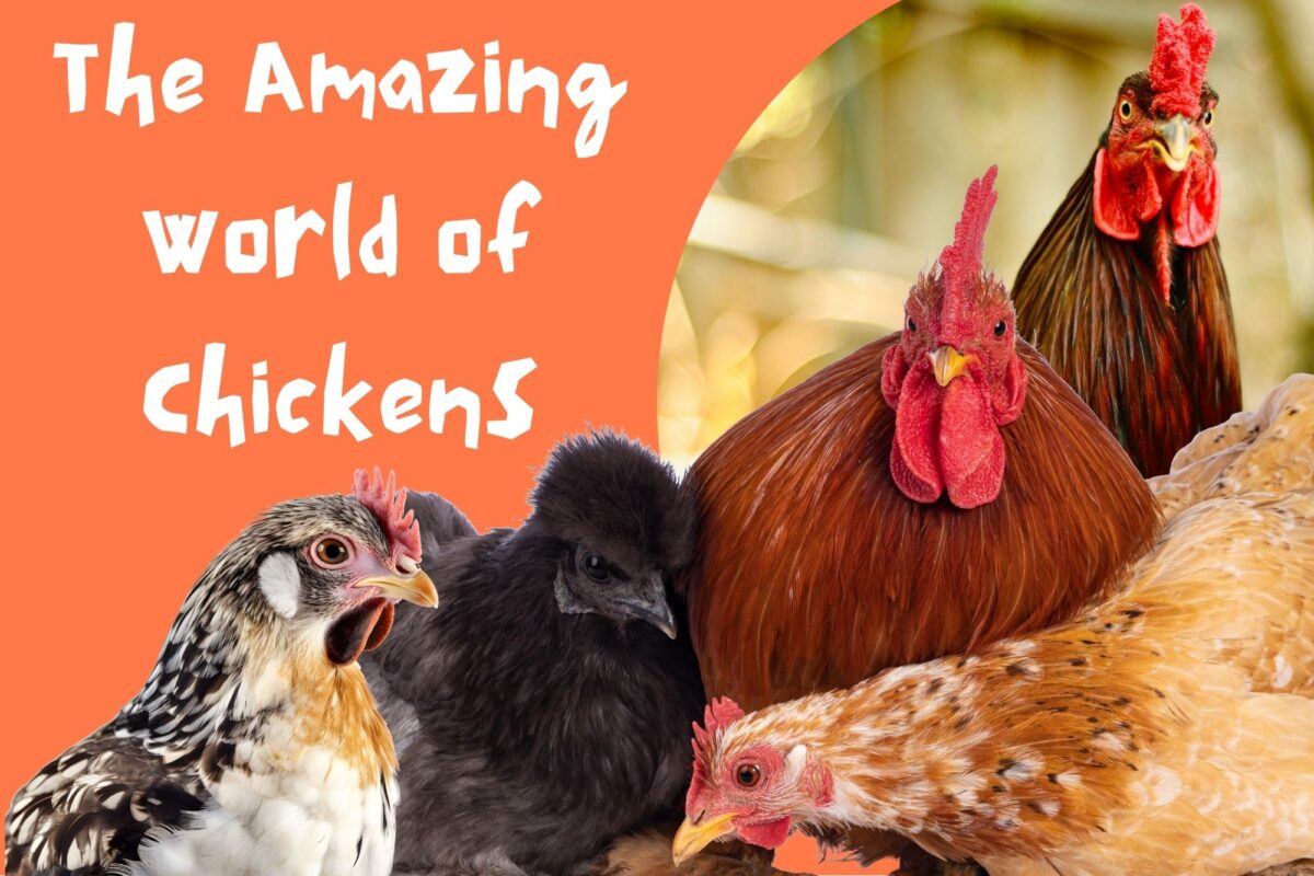 The Amazing World of Chickens – Charles County Public Library